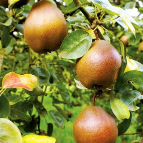 Pear (Combination) PRE-ORDER – Lucan Country Gardens