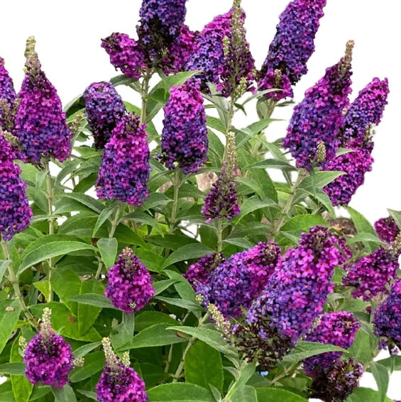Butterfly Bush 'Birthday Cake' – Lucan Country Gardens